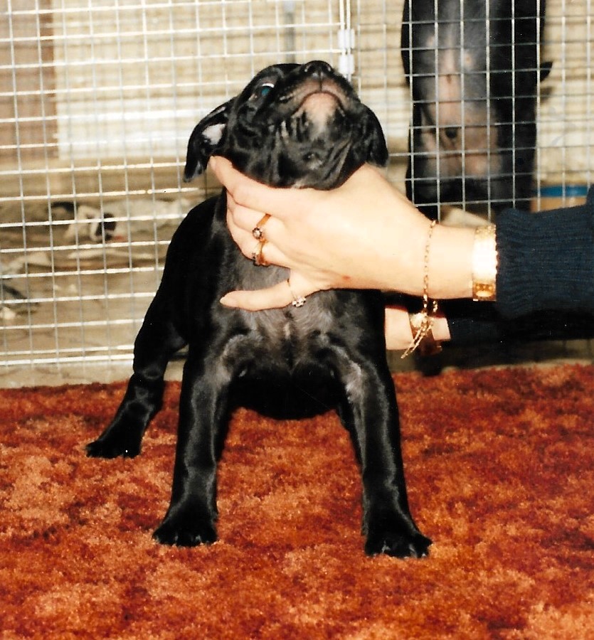 Ch Tikkurilan Giddy Kipper (Kipper) 1988 to 2004 – Tikkurilan Staffords