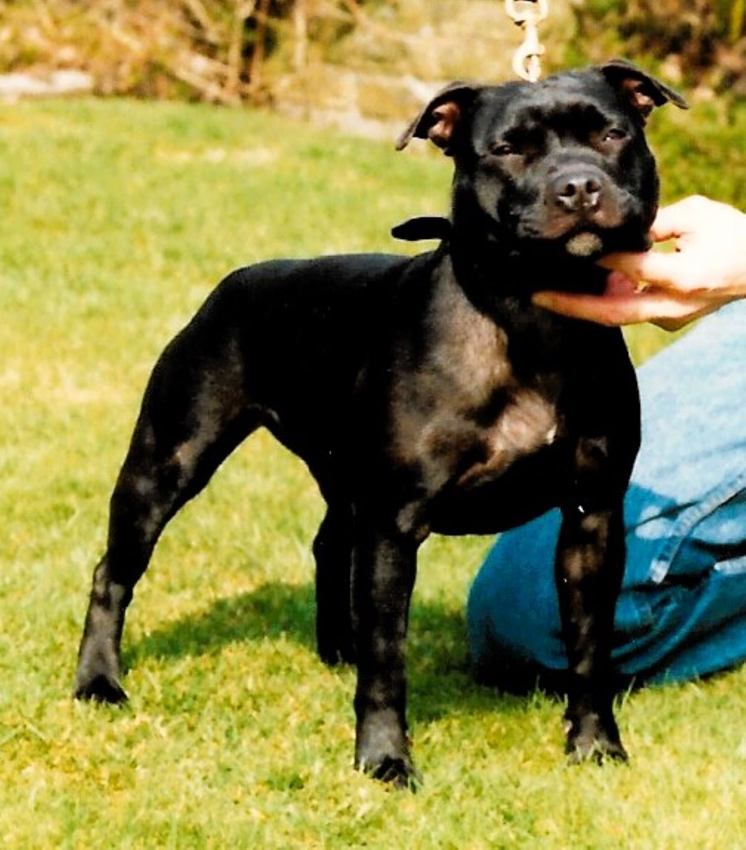 Ch Tikkurilan Giddy Kipper (Kipper) 1988 to 2004 – Tikkurilan Staffords